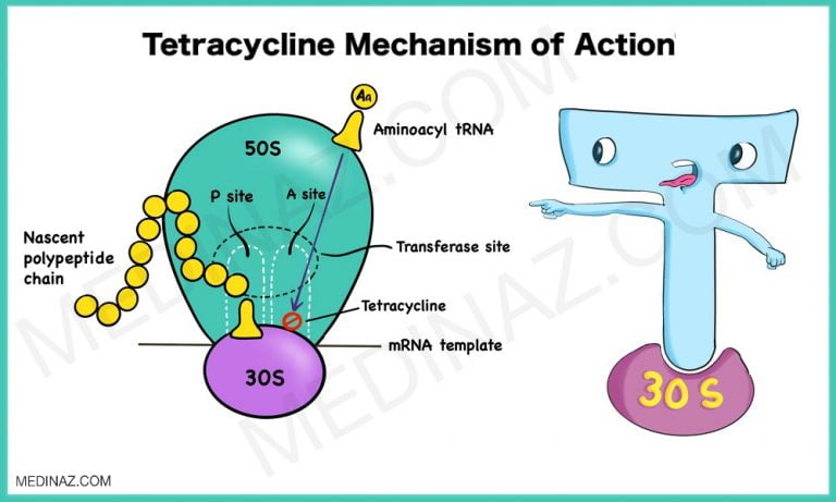 Tetracycline Antibiotics: Uses, mechanism of action, side-effects - Medinaz
