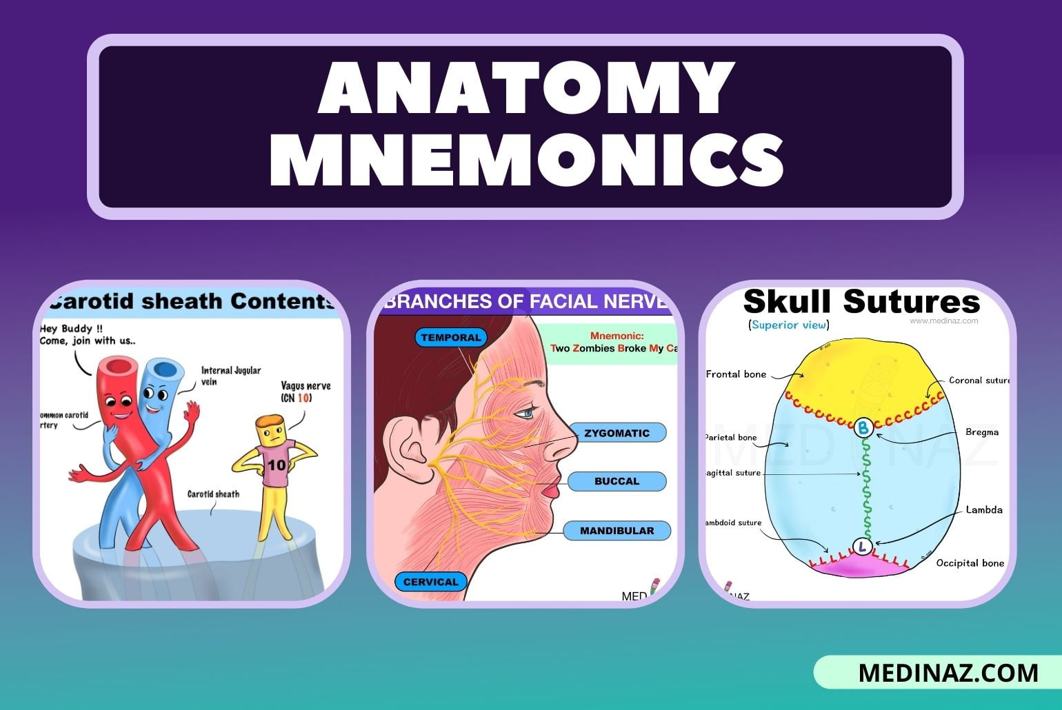 Anatomy Mnemonics Tips Best Way To Remember Anatomy Anatomy Mnemonics Tips Best Way To Remember Anatomy