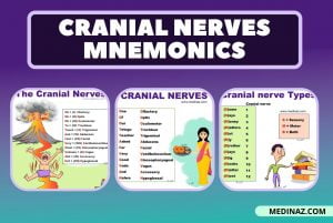 Cranial nerves mnemonics - Anatomy Simplified