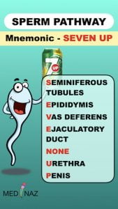 Sperm pathway mnemonic : 7UP - Medinaz Blog