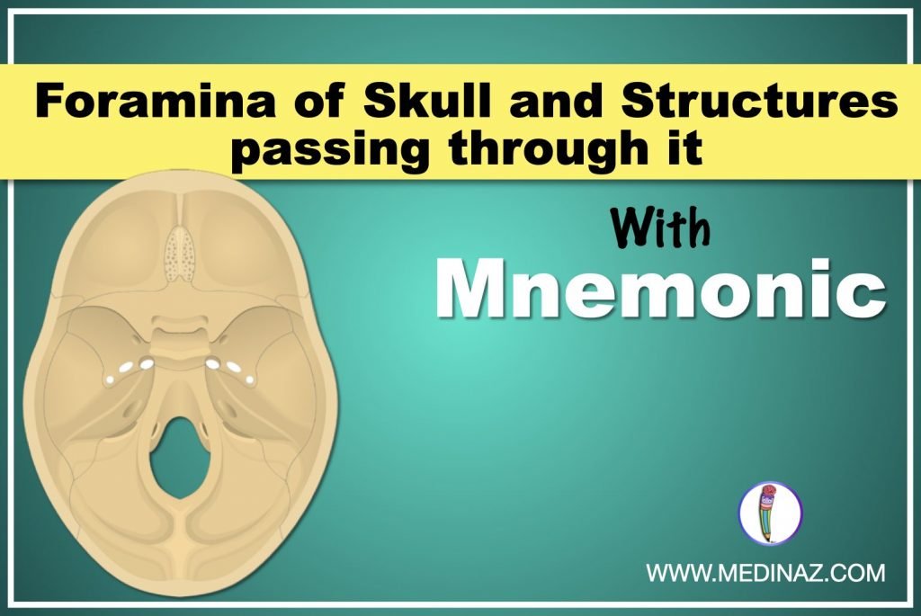 Foramina of skull & structures passing through it: - Medinaz Blog